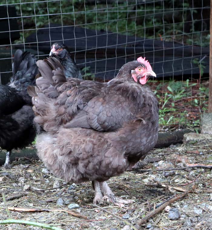 Heritage breed chickens at Under the Feather Farm - Black Copper Marans ...