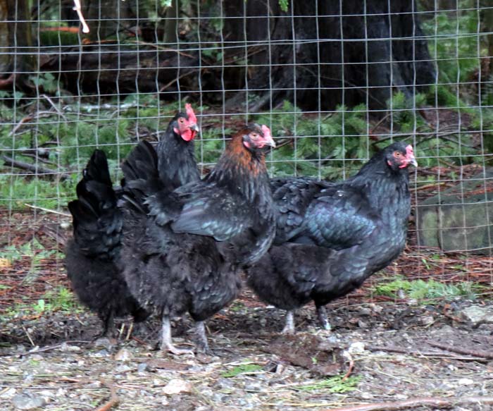 Heritage breed chickens at Under the Feather Farm - Black Copper Marans ...